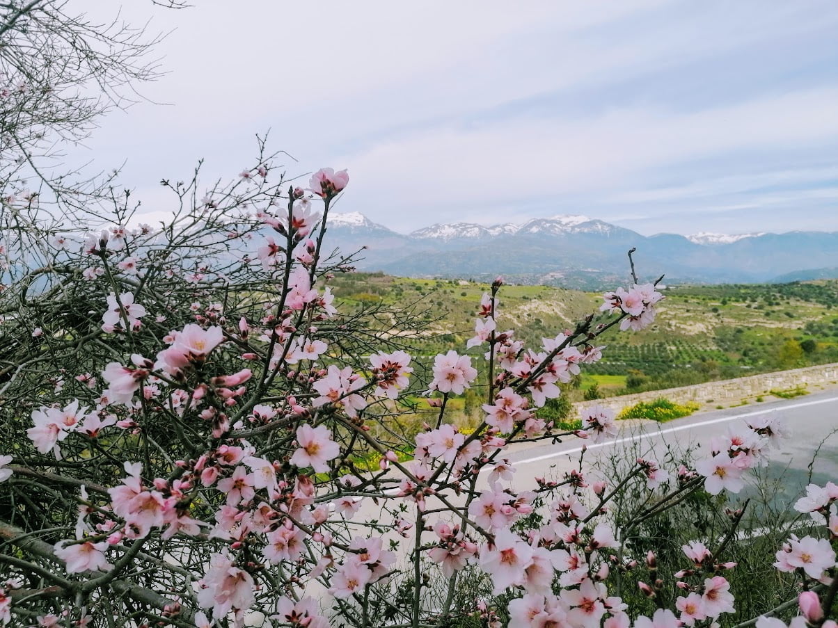 Η ανθισμένη αμυγδαλιά και ο μύθος της... - Family Time